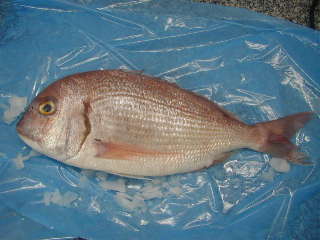 كيف تشتري السمك الطازج والأنواع اللذيذة لأحلى أكلة سمك - ثقف نفسك